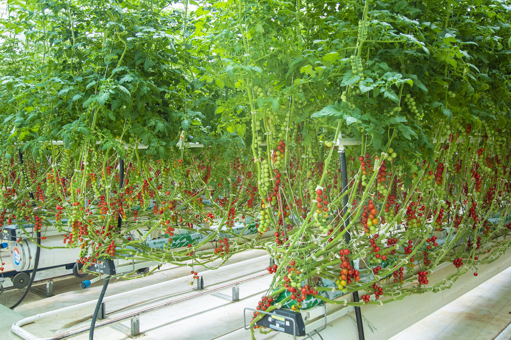 نيوم: انطلاقة التغيير